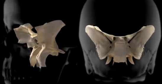 From Orbs to the Sphenoid