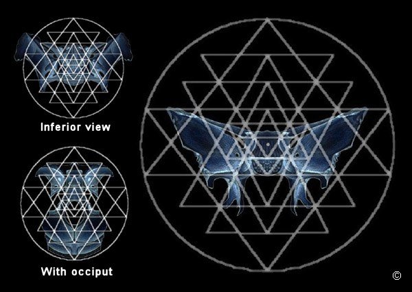 From Orbs to the Sphenoid
